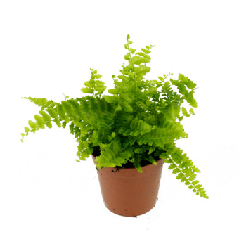 Pteris spp. – Webshop Terrafauna