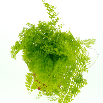 Pteris spp. – Webshop Terrafauna