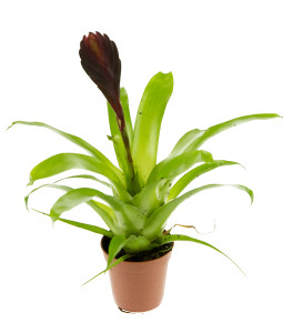 Vriesea cathy – Webshop Terrafauna