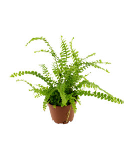 Pteris spp. – Webshop Terrafauna